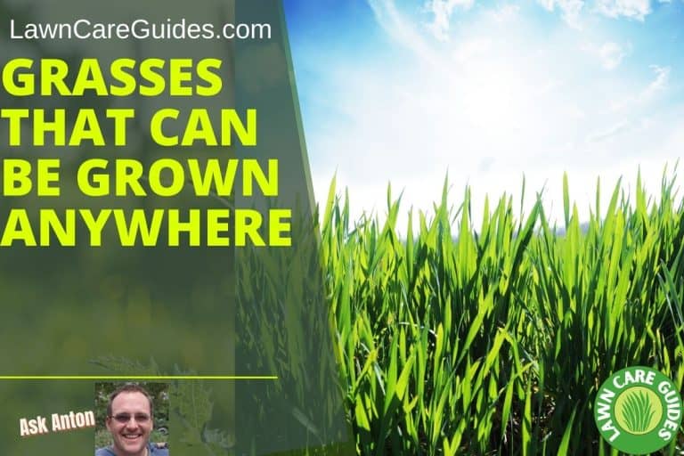 Where Does Grass Seed Come From Lawn Liberty
