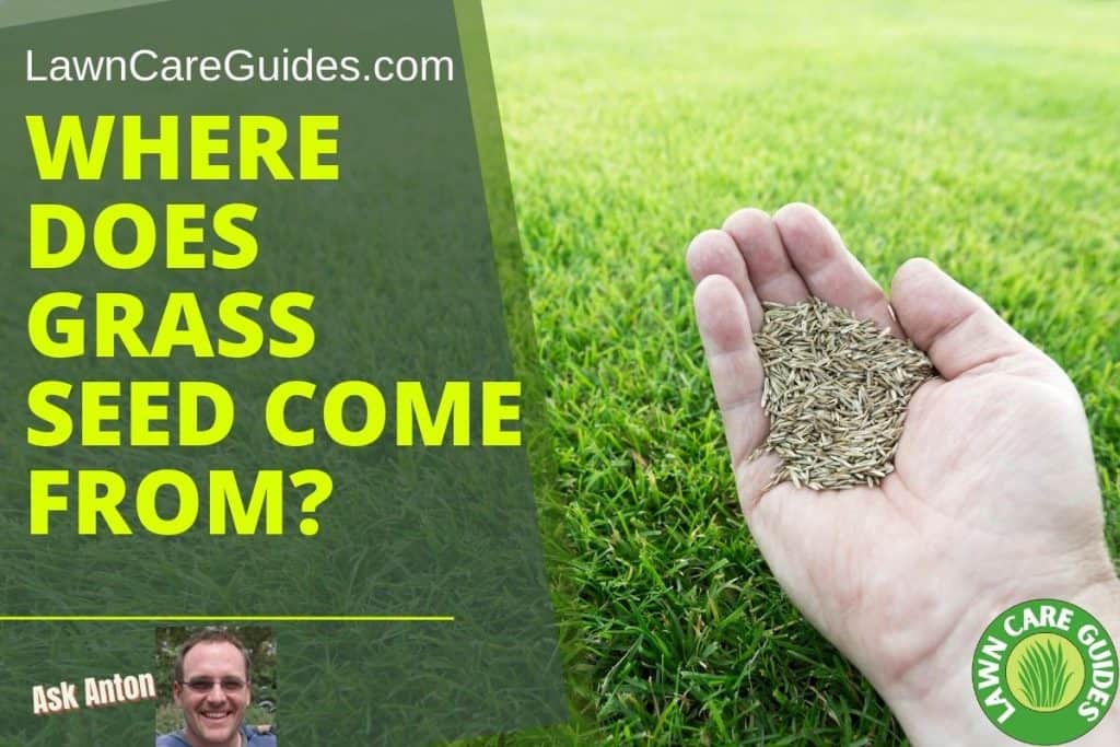 Where Does Grass Seed Come From Lawn Liberty